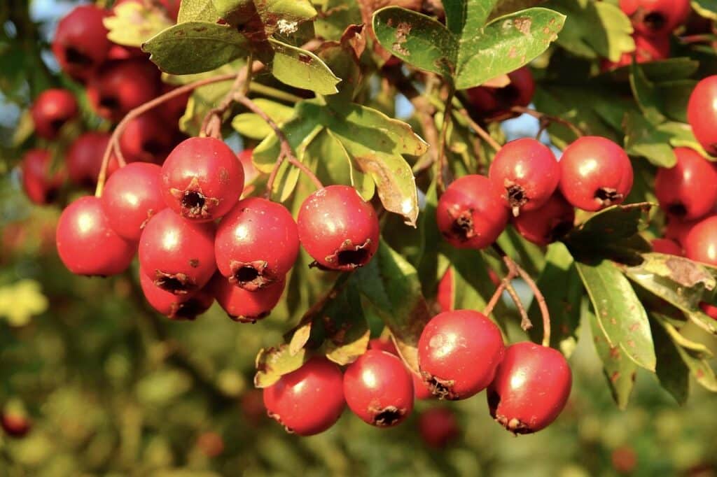 Einfluss von Naturstoffen auf die Endothel- und Muskelfunktion - Volopharm